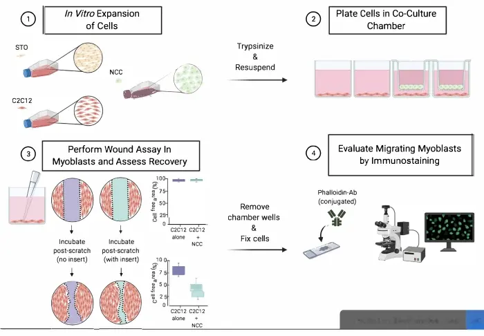Wound Assay to Evaluate the Migratory Capacity of Murine Myoblasts in ... Wound Assay to Evaluate the Migratory Capacity of Murine Myoblasts in ...
